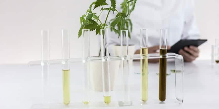 What Makes Pure CBD? How It's Made - Panacea Life Sciences