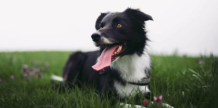 Can Pet CBD Help with Movement? - Panacea Life Sciences