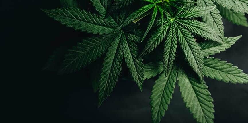 What are THC-free strains of CBD? - Panacea Life Sciences
