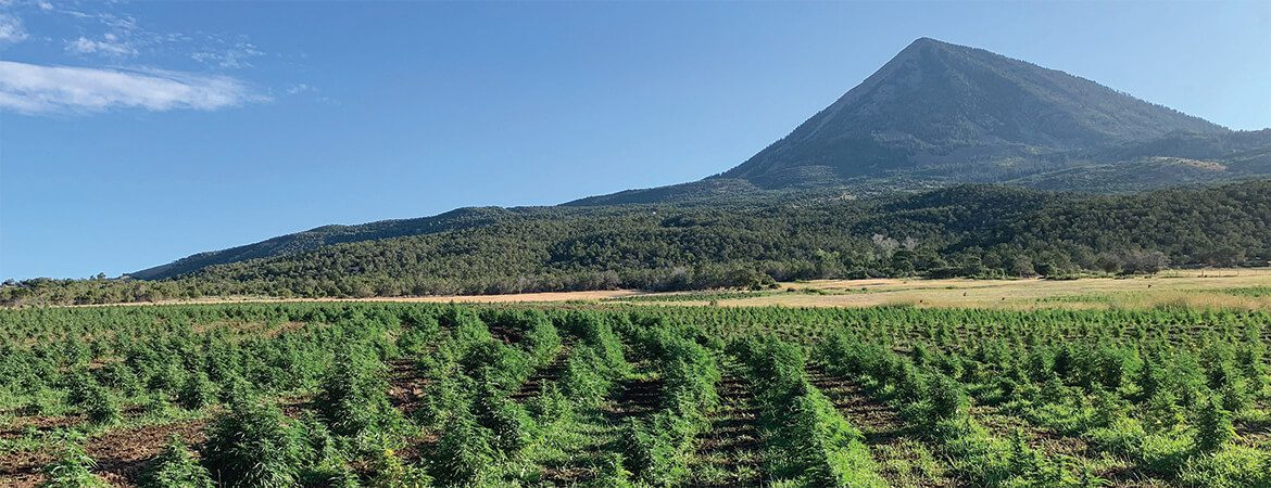 A look inside PANA Organic Botanicals @ Needle Rock - Panacea Life Sciences